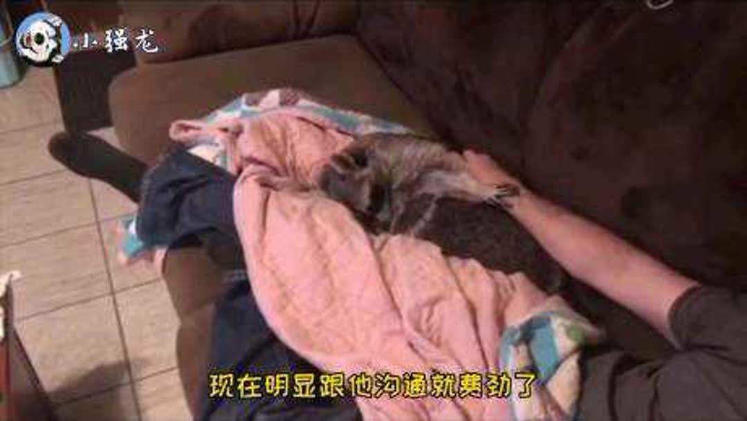 「搞笑视频」给小浣熊挠痒痒,挠错地方,小浣熊不乐意了!