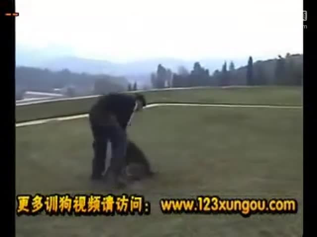 怎么训练狗狗大小便 教狗狗上厕所方法