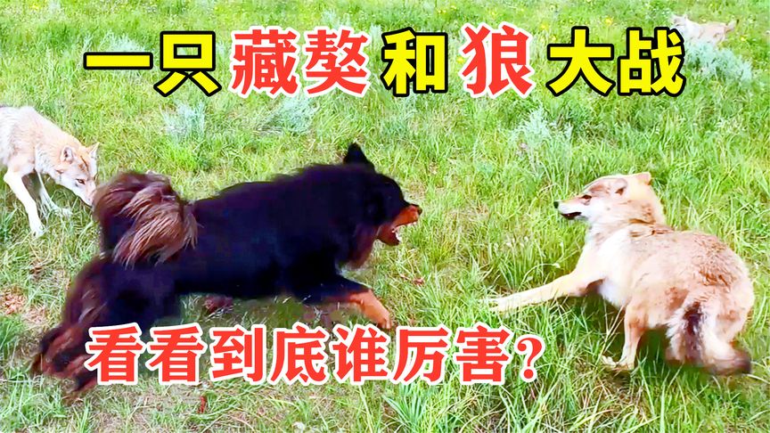 一只藏獒和狼大战,狼被追着到处跑,看看到底谁厉害?