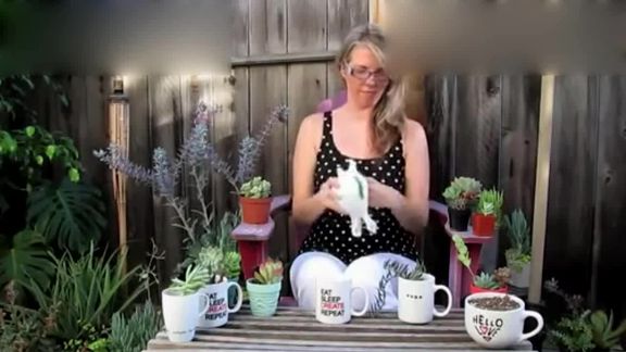 植物视频:用咖啡杯种植多肉,这样比用花盆种植的还有好看呢