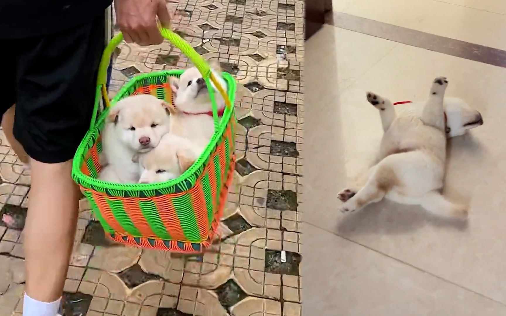 狗狗睡觉四脚朝天,从远看还以为是玩具,网友:这睡姿真销魂