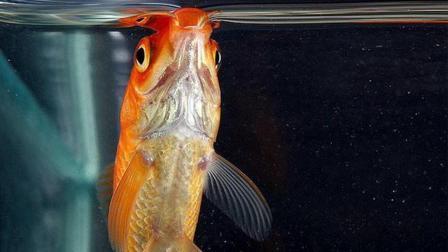 鱼靠什么进行气体交换吗