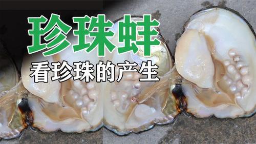 贝壳与河蚌里,想要形成珍珠需要以下条件