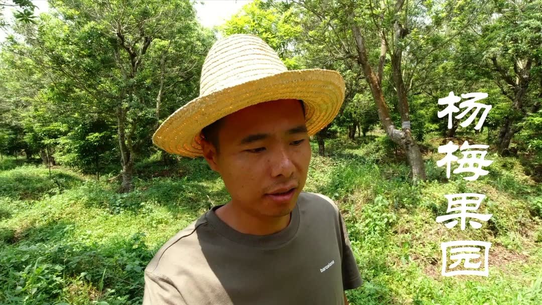 大叔种植1200棵杨梅树,产量不如往年十分之一,这下亏大啦