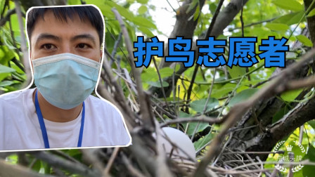 园林工人修理树木却给鸟类带来灭顶之灾,窝里的蛋怕是凶多吉少了