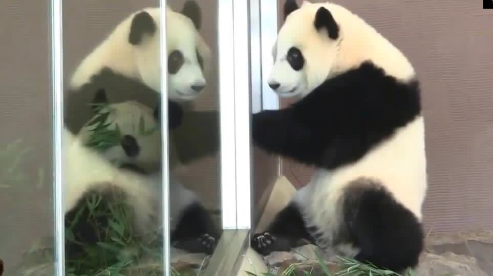 熊猫宝宝卖萌时,无意中发现一个和自己长得一模一样的家伙