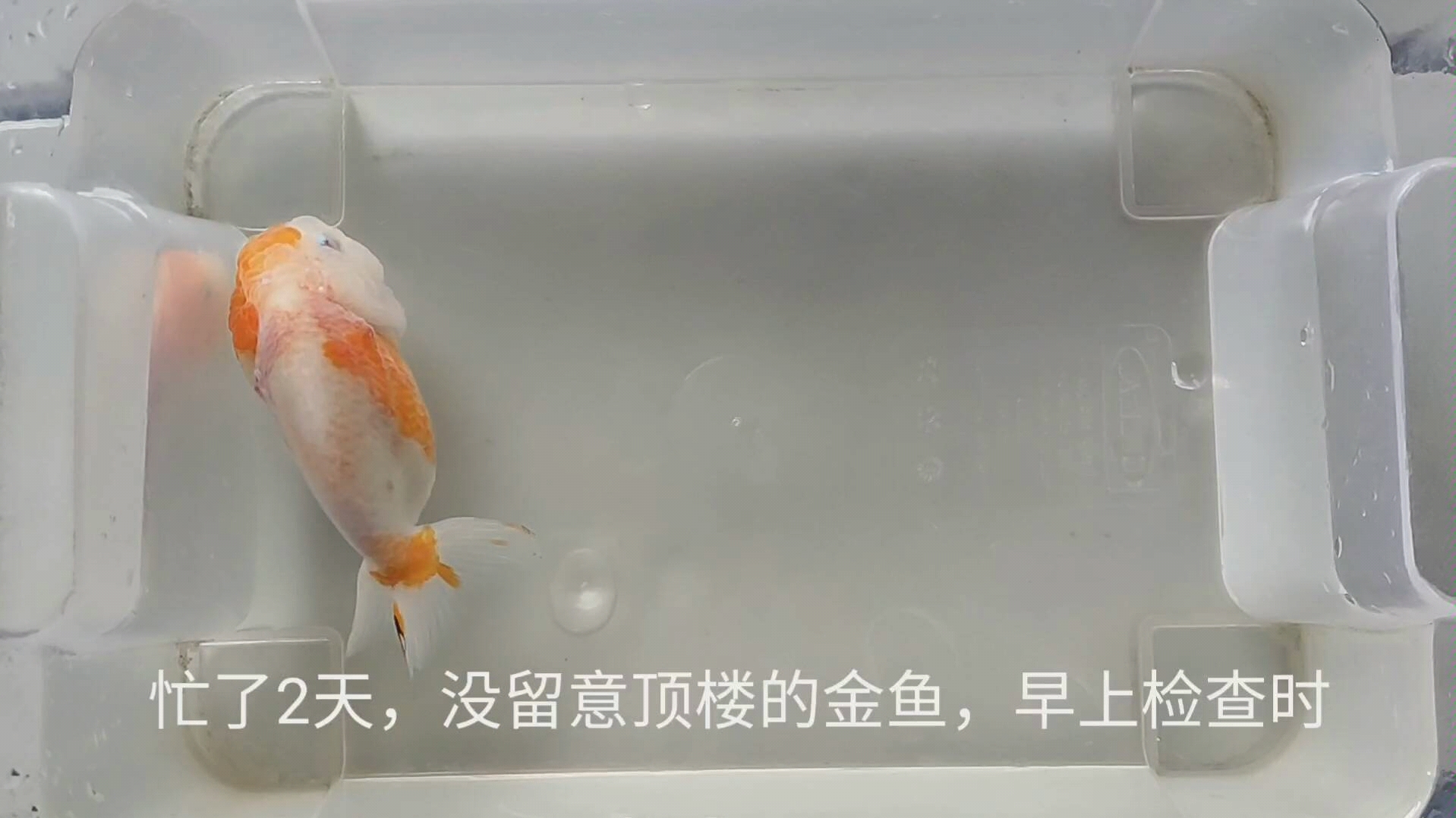 兰寿金鱼侧线炎,体表充血治疗