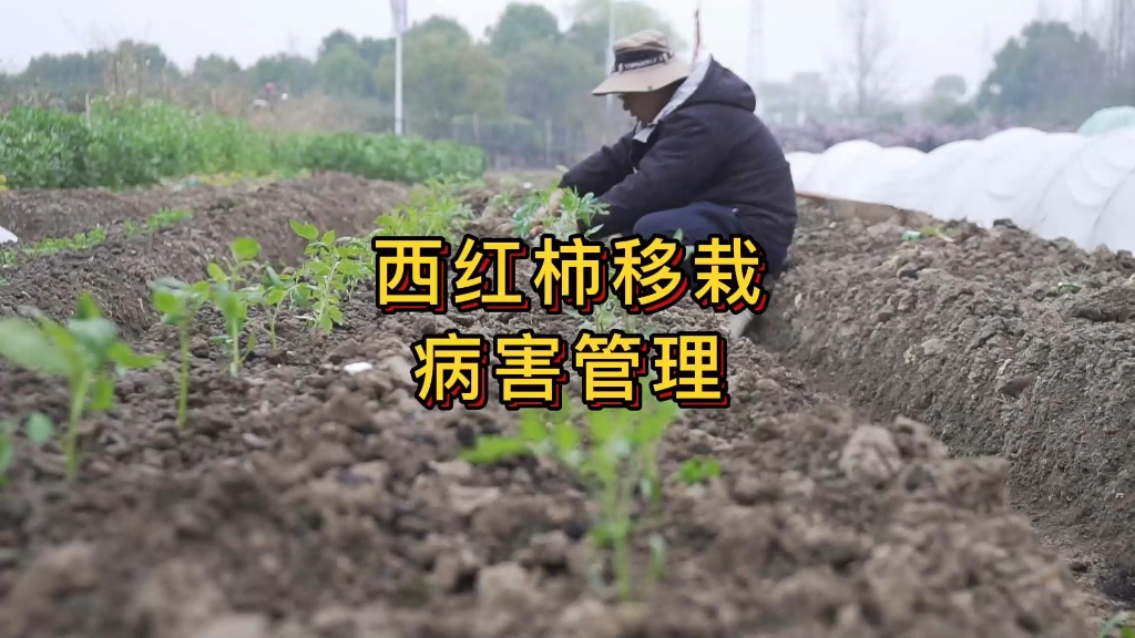 西红柿移栽后如何管理