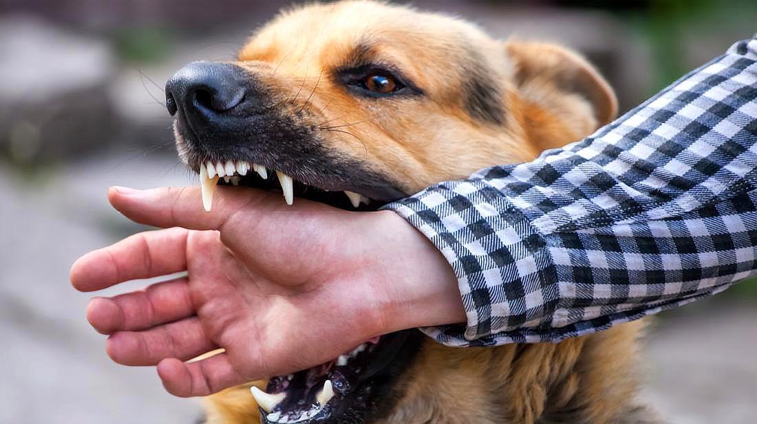 狂犬病人有救了?国外科学家破解病毒结构,或能开发新药物