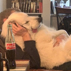 羽毛球种子选手 