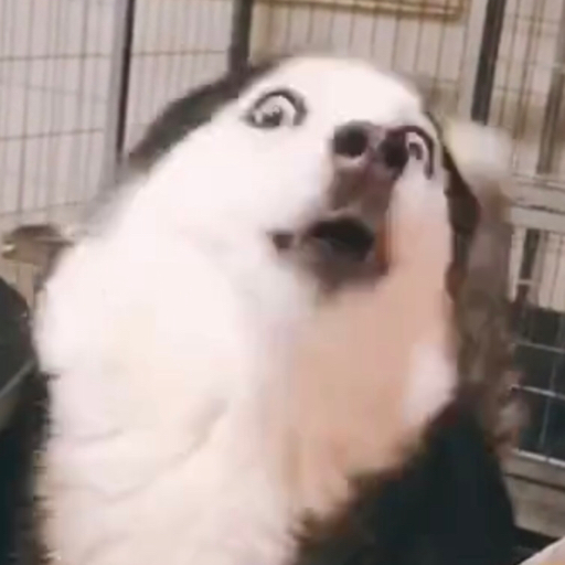 mr叉叉白 