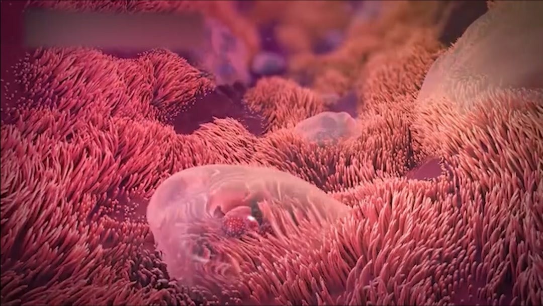 免疫系统是怎么和病毒进行对抗的