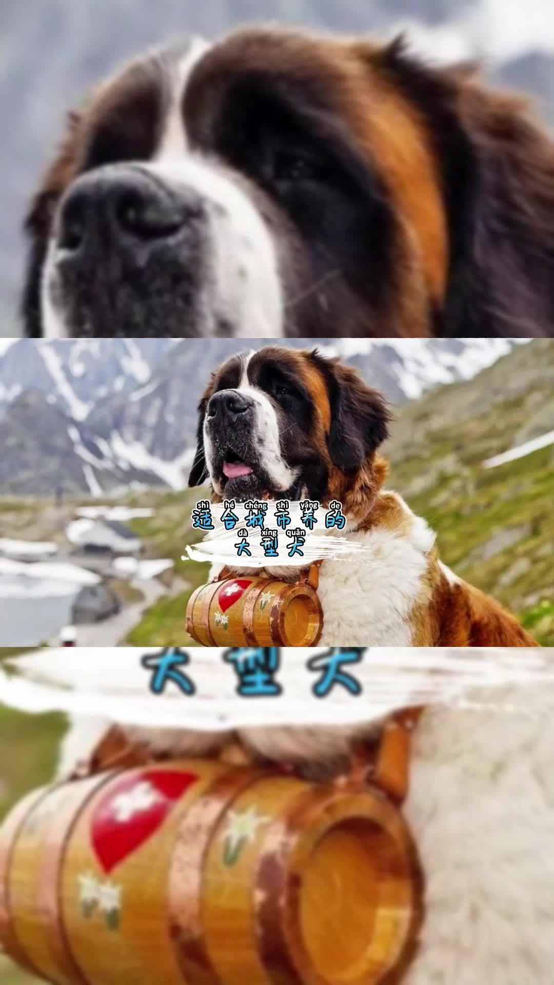 这些大型犬的性格都很温柔,非常适合城市家庭养。