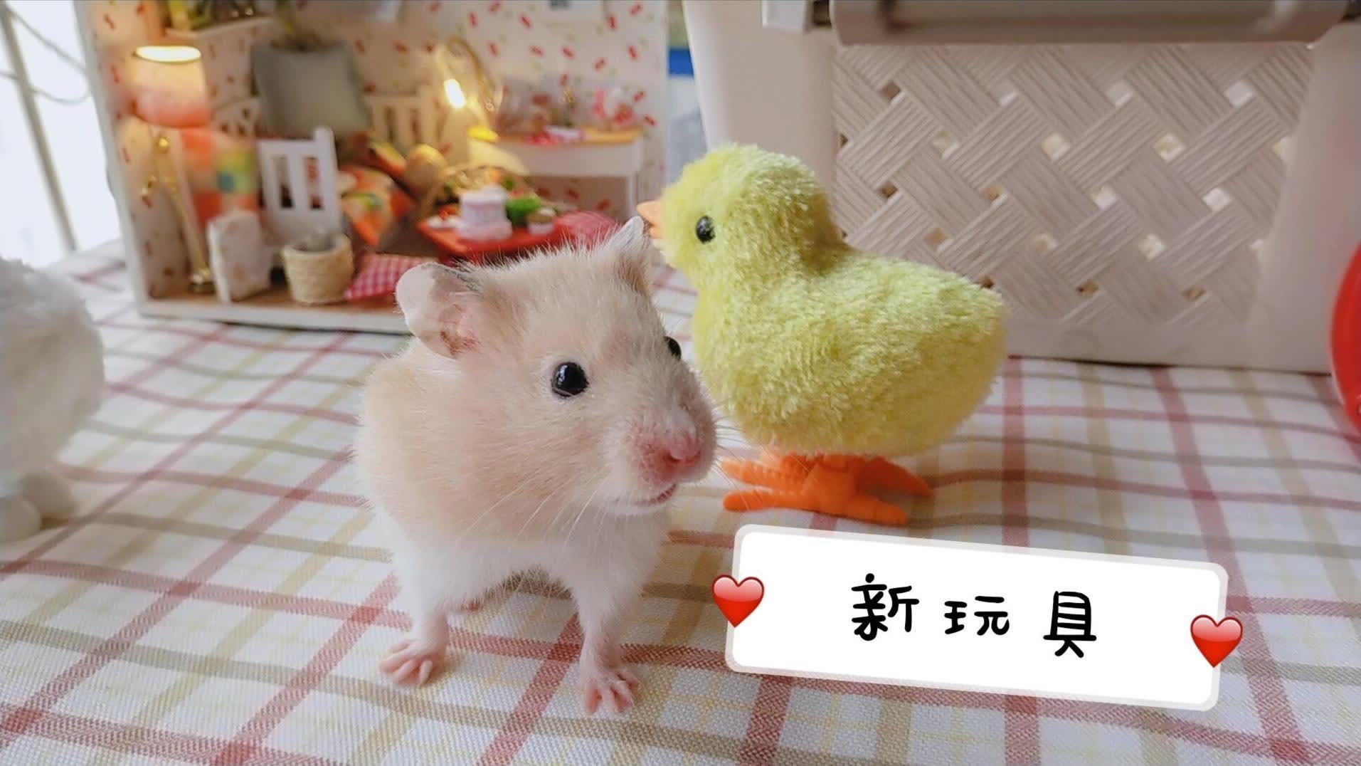 主人给仓鼠买了各种玩具,看看小仓鼠会喜欢哪个呢,真逗
