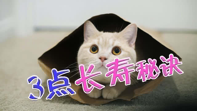 活了38岁,最长寿的猫咪!主人分享3点长寿秘诀