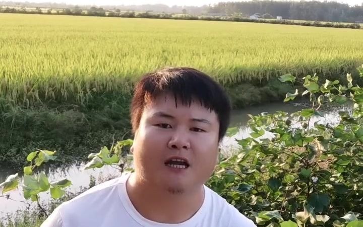 小龙虾养殖平养模式做两虾一稻,第一季以中虾为主,第二季以中到大虾...