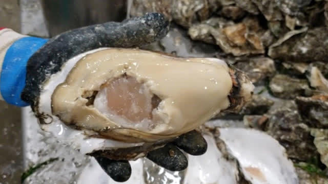 酒店工人开高级"牡蛎",1只3斤重,于勒叔叔的快乐生活