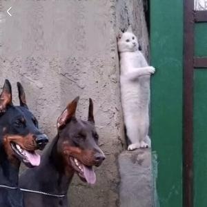怀揣梦想的胡某人 