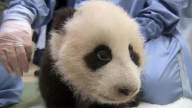 大熊猫最萌的时期的成长记录,奶妈们也照顾的无微不至啊!