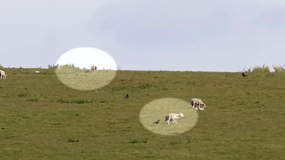 “鹦鹉”凭一己之力,让200只羔羊“惨死腹中”,它是怎么做到的