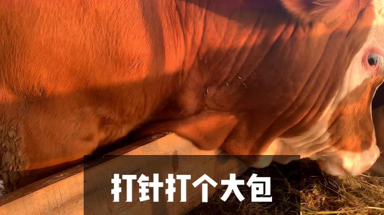 养牛小伙第一次给牛打驱虫针,就打个大鼓包,皮下注射太难了!