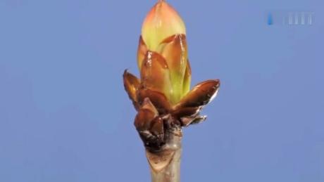 精彩实拍:镜头纪录树叶从萌芽到展开的过程,太美妙了