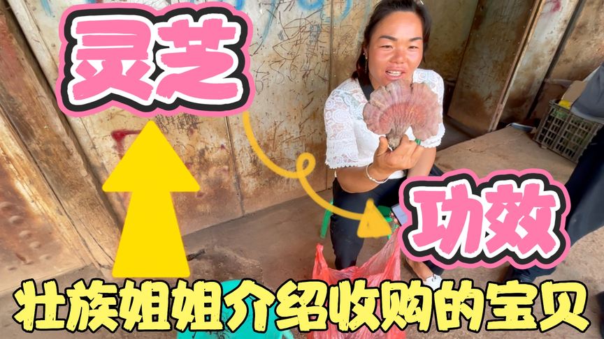 豪哥妈妈从云南壮族姐姐那里,了解到灵芝的食用以及功效