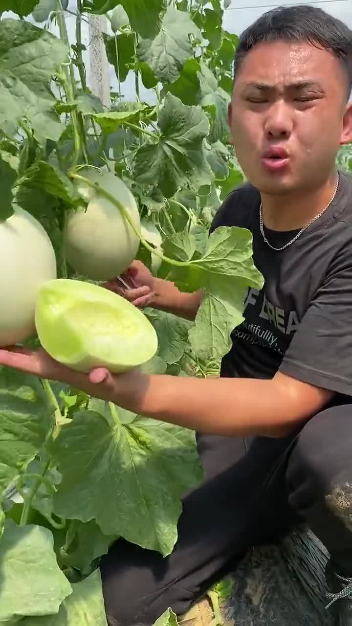 玉菇甜瓜冰淇淋般的口感你吃过吗