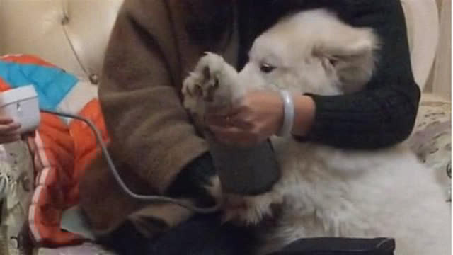 老妈买来血压仪,还给萨摩耶测上了,网友:放过狗子吧!