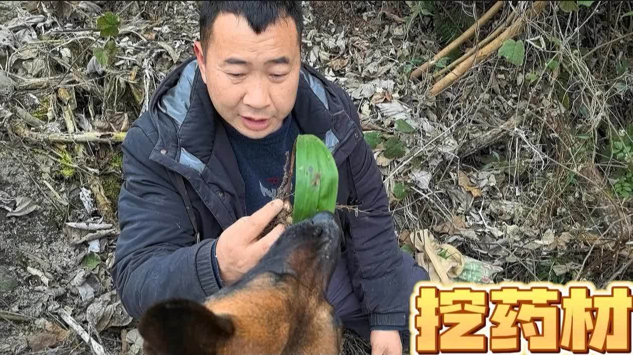 玉平为了赚钱上山挖药材娟药(白芨)、收获满满期待来年的收成