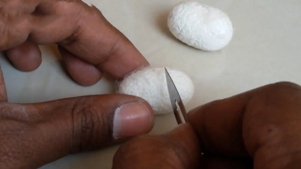 蚕茧里面是什么样子?男子好奇切开一看,发现不简单!