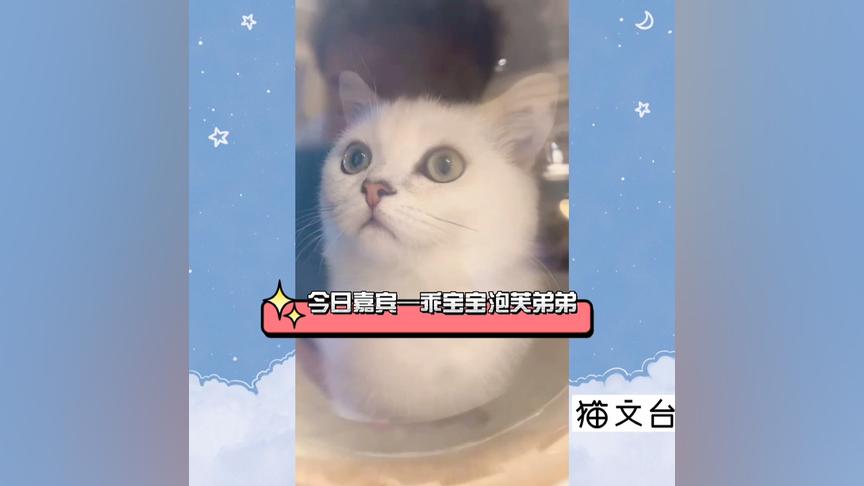宠物店如何给猫咪洗澡?