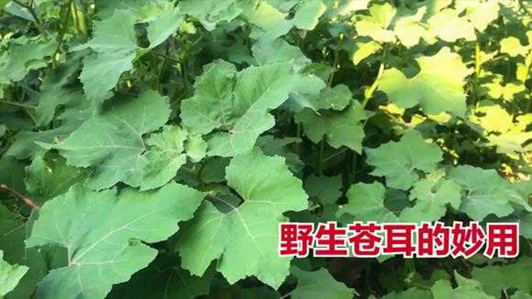 农村路边讨人厌的苍耳是个宝,它的作用可不小,一起了解下吧