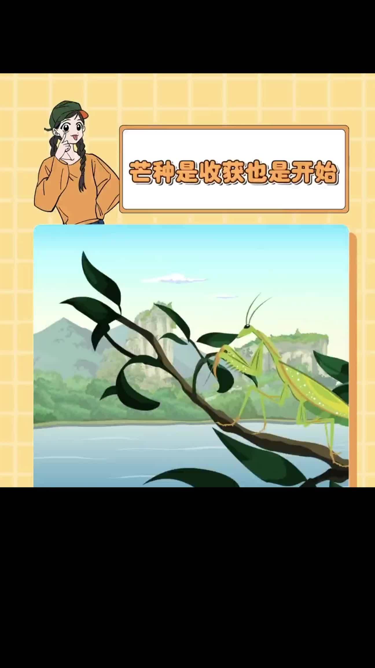 你知道二十四节气中 芒种的芒指的是什么吗?节气里的中国 芒种