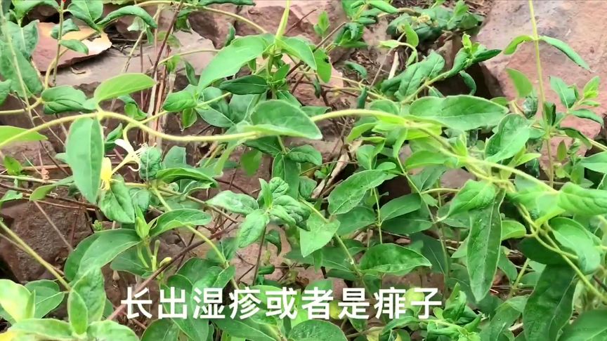 山上的金银花,花美用途也很多,一起了解下它的好处吧