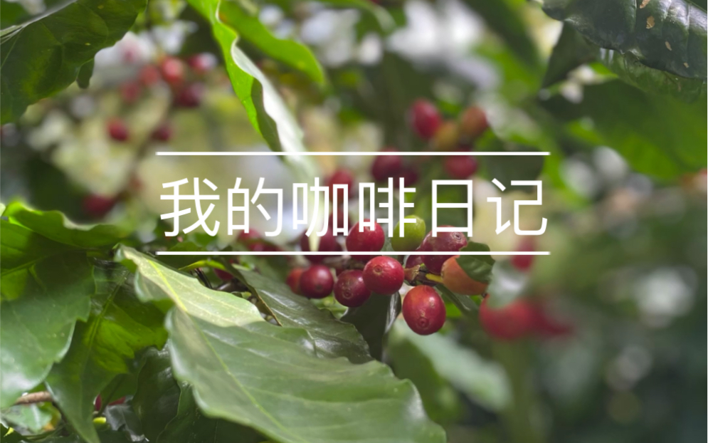 我的咖啡日记-咖啡加工处理