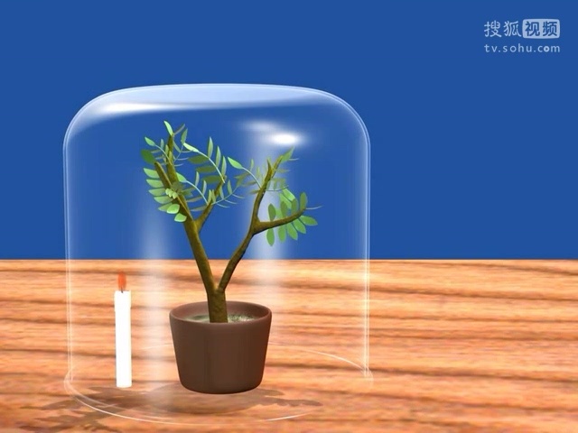 光合作用实验mpeg