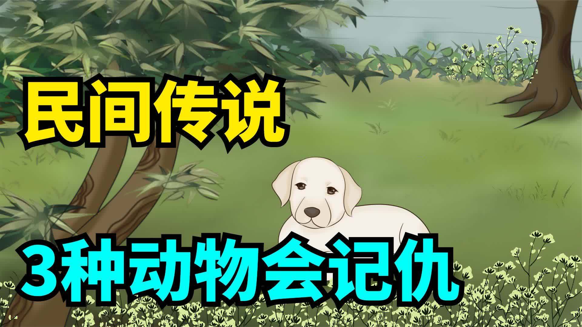 民间传说会记仇的3种动物,是真的吗?没事还是别招惹了