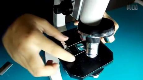 学生实验:观察根尖的结构