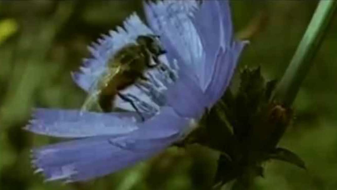 蜜蜂真有意思,为了给同伴传递信息,会跳各种舞