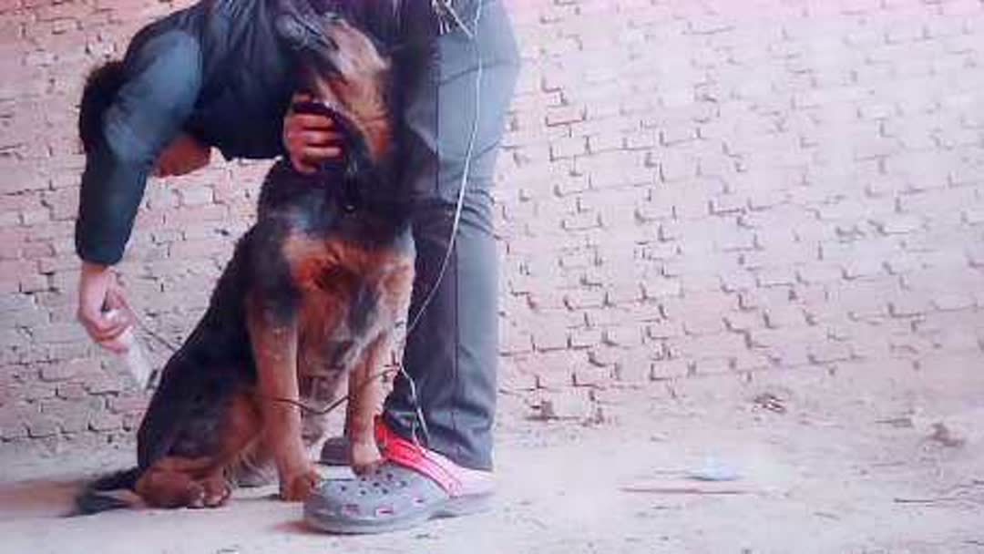 从西藏捡回来的狗狗三个月了皮肤病治不好毛都剃光了看着很可怜