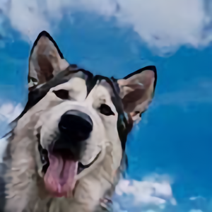 小辛辛爱小博博 