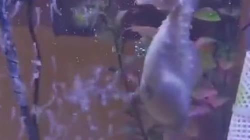 海马生宝宝的全过程,从爸爸的肚子里喷出来,真是难得一见的画面