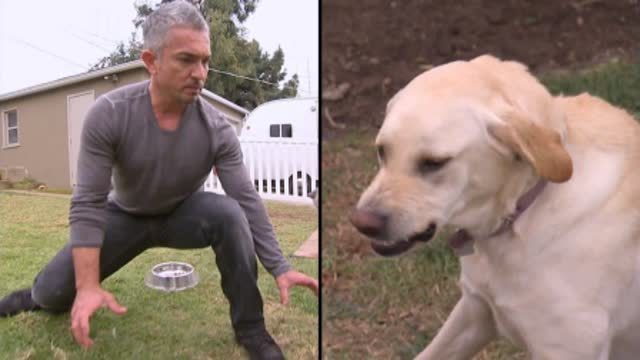 被狗咬伤后,就一定会感染“狂犬病”吗?