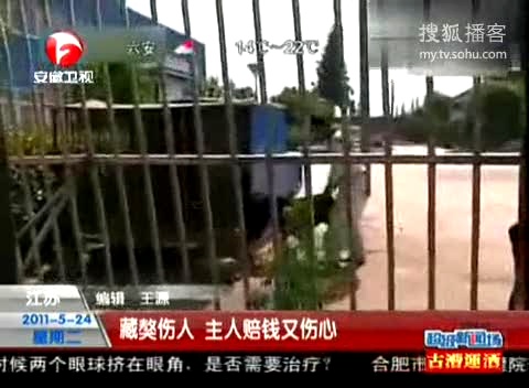 藏獒伤人或被击毙 主人赔钱又伤心