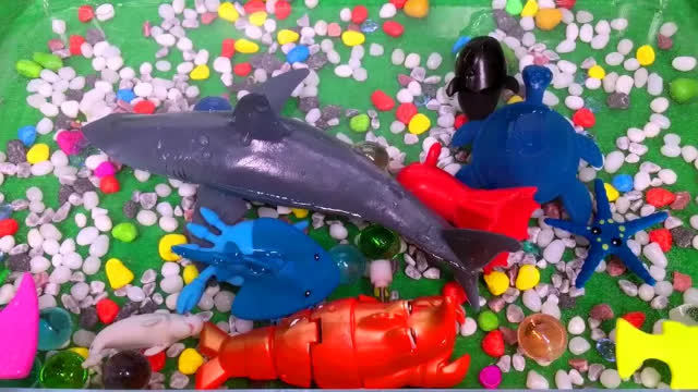 一起来认识海底生物海洋世界动物吧