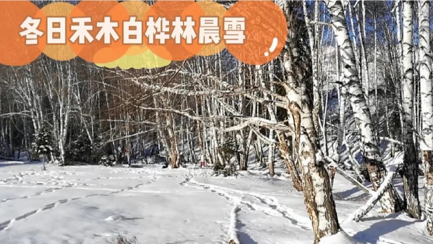 冬日新疆禾木白桦林晨雪