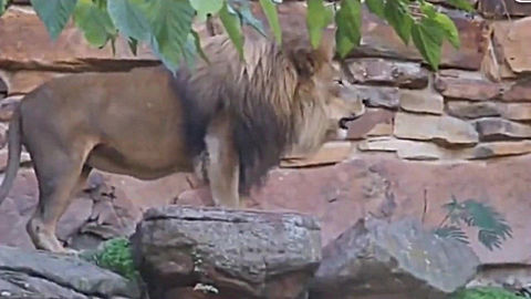搞笑视频:看看动物界模仿人类的的行为,狮子:一群小屁孩你逗我玩呢