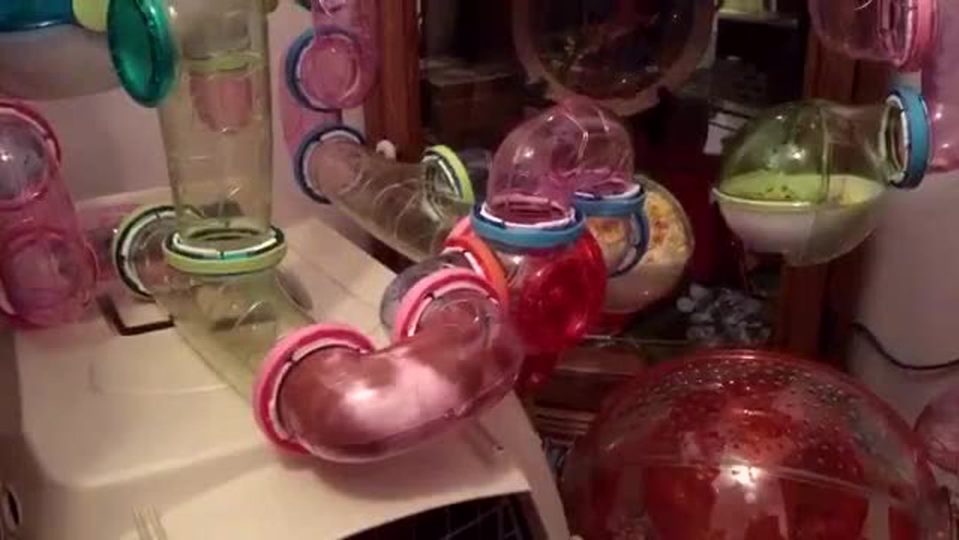 一只拥有大别墅的仓鼠!每天吃个饭还要赶二里路!