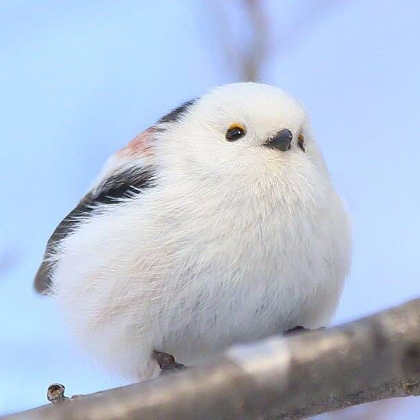 心机鸟 